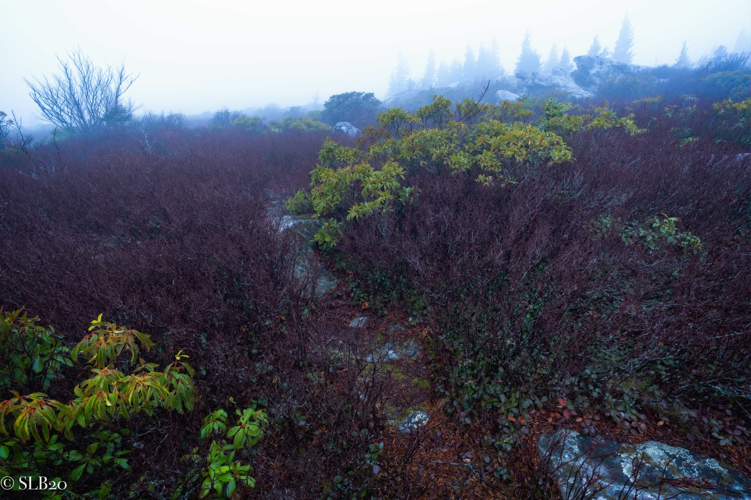 Bear Rocks Preserve | SLB Photography