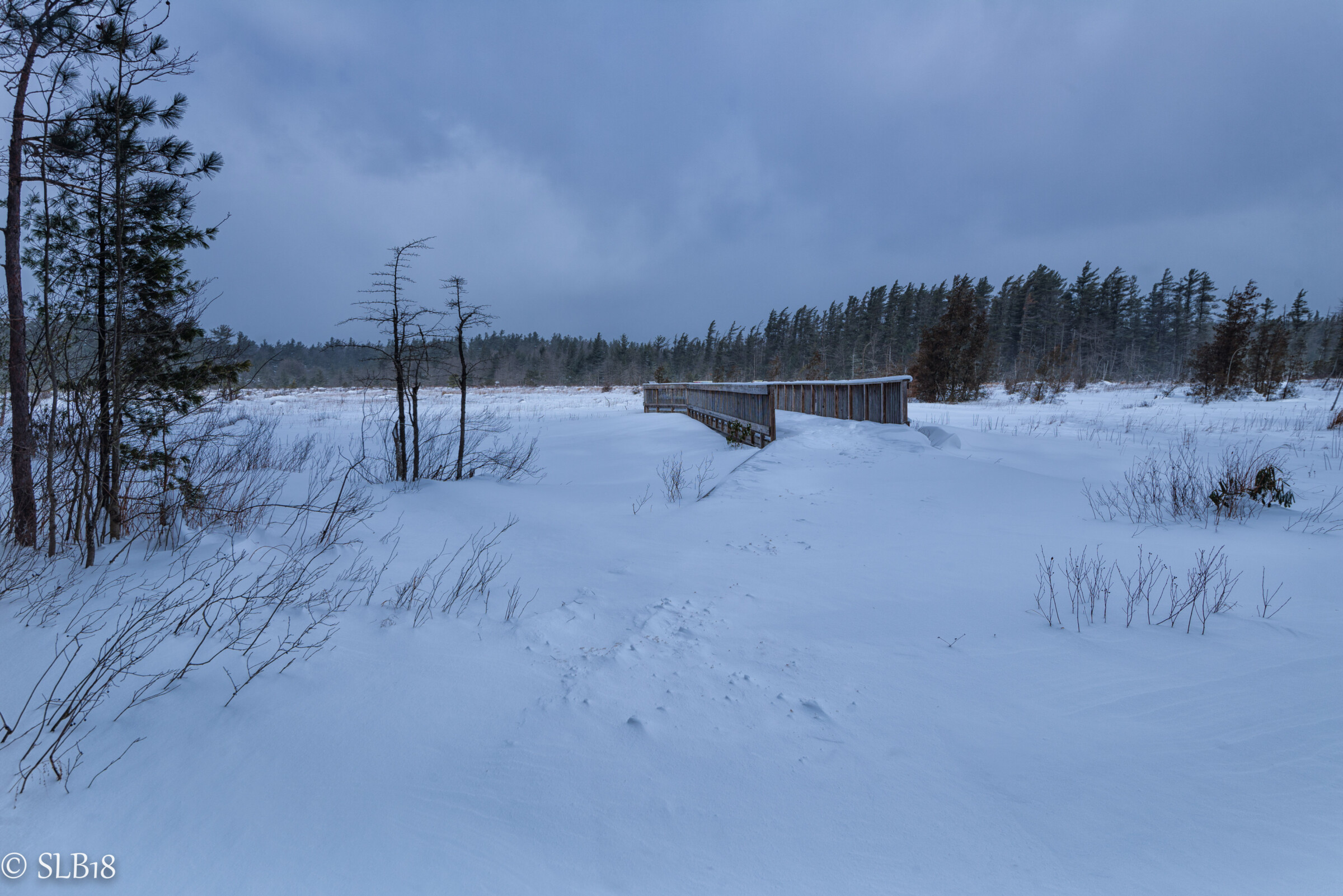Spruce Flats Bog | SLB Photography